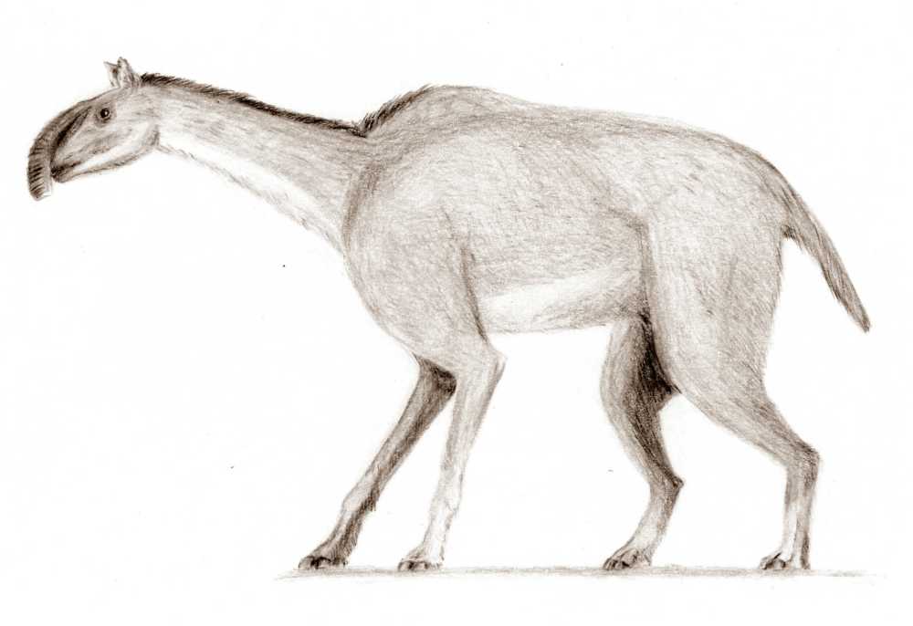 Macraucheniidae | Fossil Wiki | Fandom