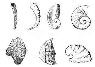 Small shelly fauna | Fossil Wiki | Fandom