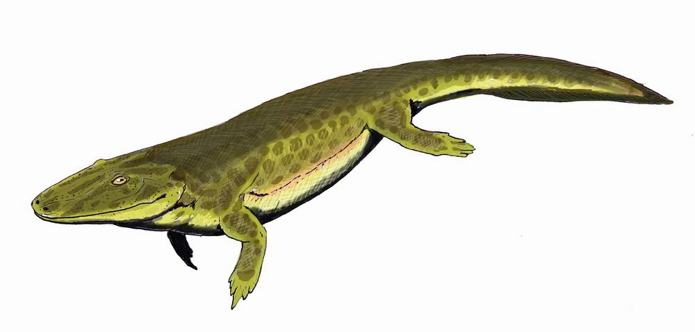 Tulerpeton | Fossil Wiki | Fandom