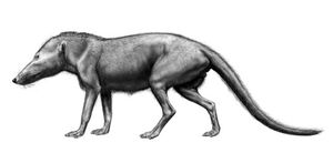 Pakicetus | Fossil Wiki | Fandom