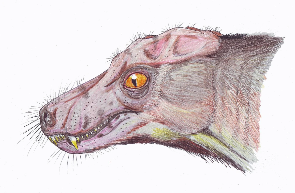 Porosteognathus | Fossil Wiki | Fandom