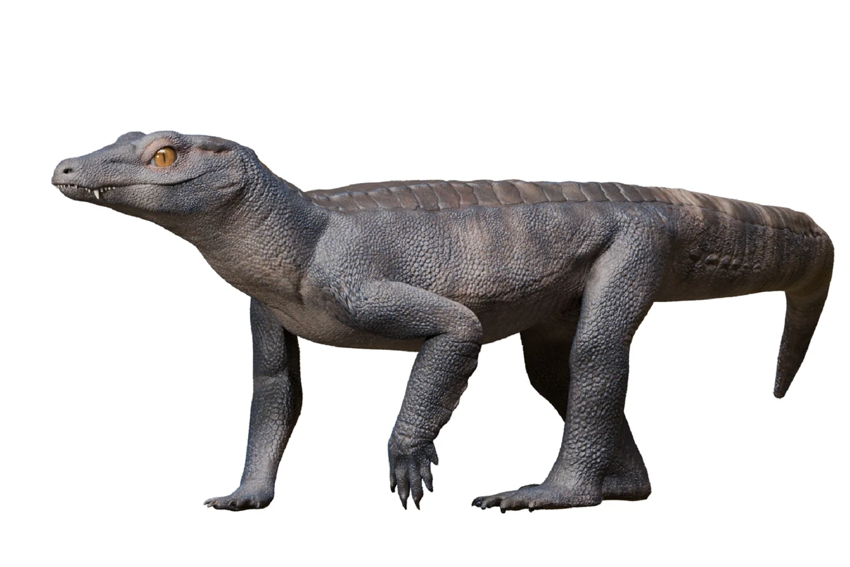 Araripesuchus | Fossil Wiki | Fandom