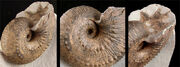 Ammonite | Fossil Wiki | Fandom