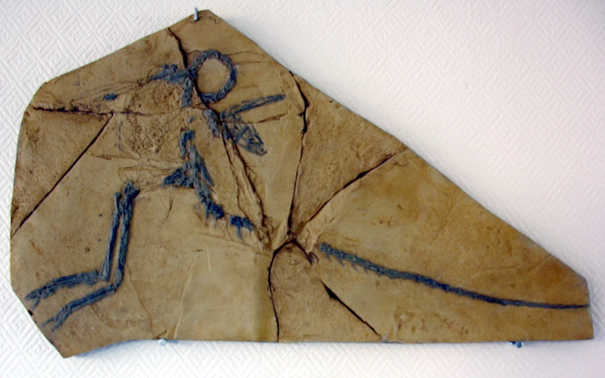 Lithographic Limestone | Fossil Wiki | Fandom