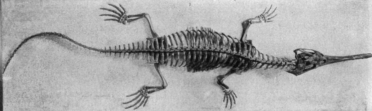 Champsosaurus | Fossil Wiki | Fandom