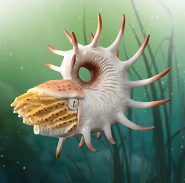 Cooperoceras | Fossil Wiki | Fandom