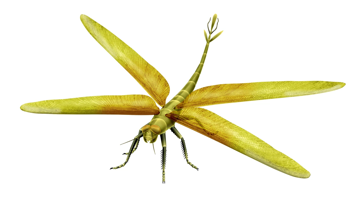 Meganeura | Fossil Wiki | Fandom