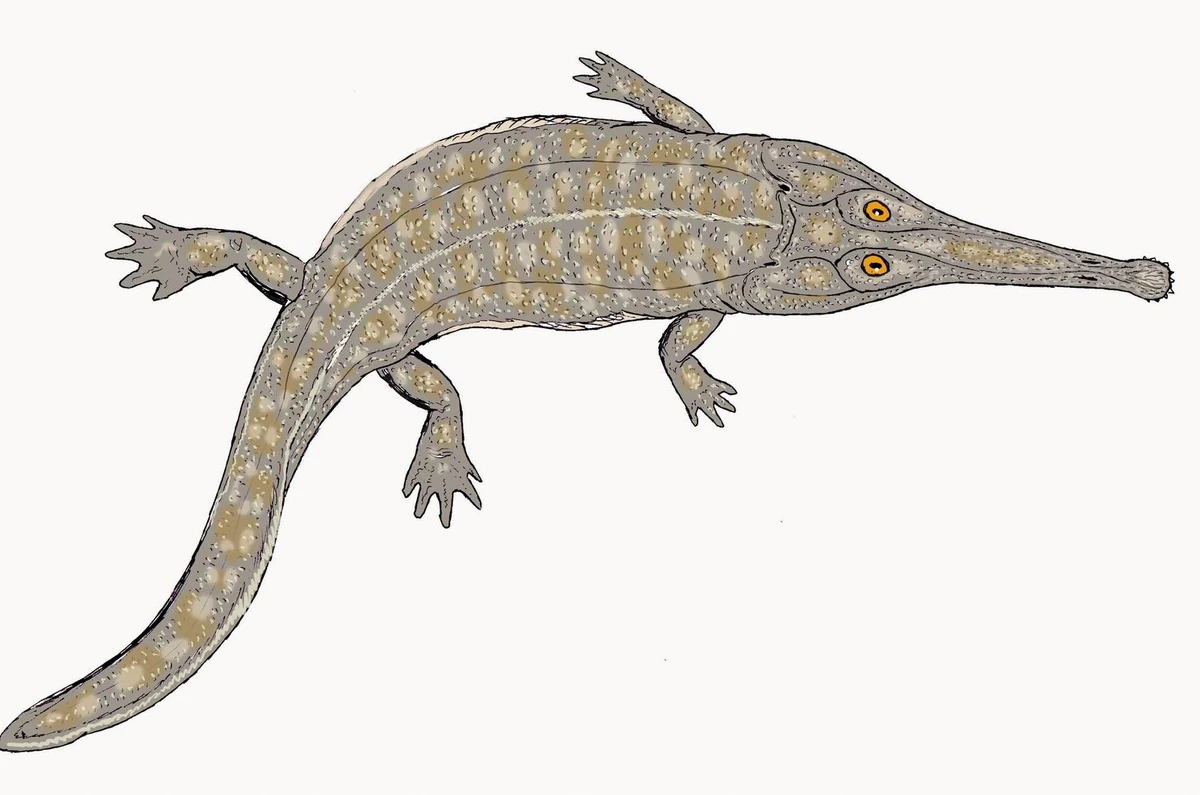 Australerpeton | Fossil Wiki | Fandom