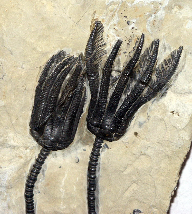 List of crinoid genera | Fossil Wiki | Fandom