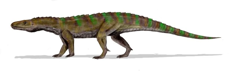 Ticinosuchus | Fossil Wiki | Fandom