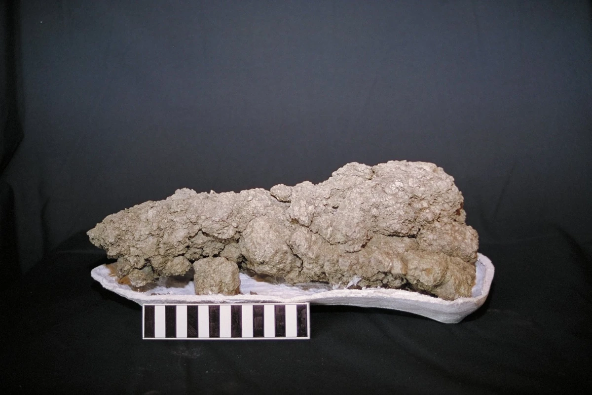 Coprolite | Fossil Wiki | Fandom