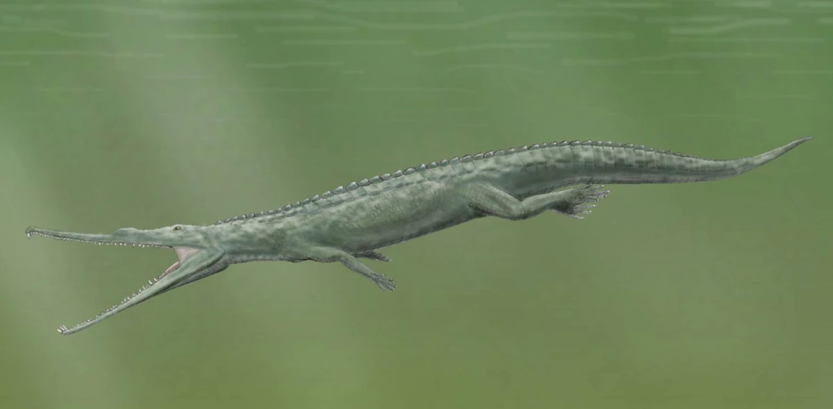 Paleorhinus | Fossil Wiki | Fandom