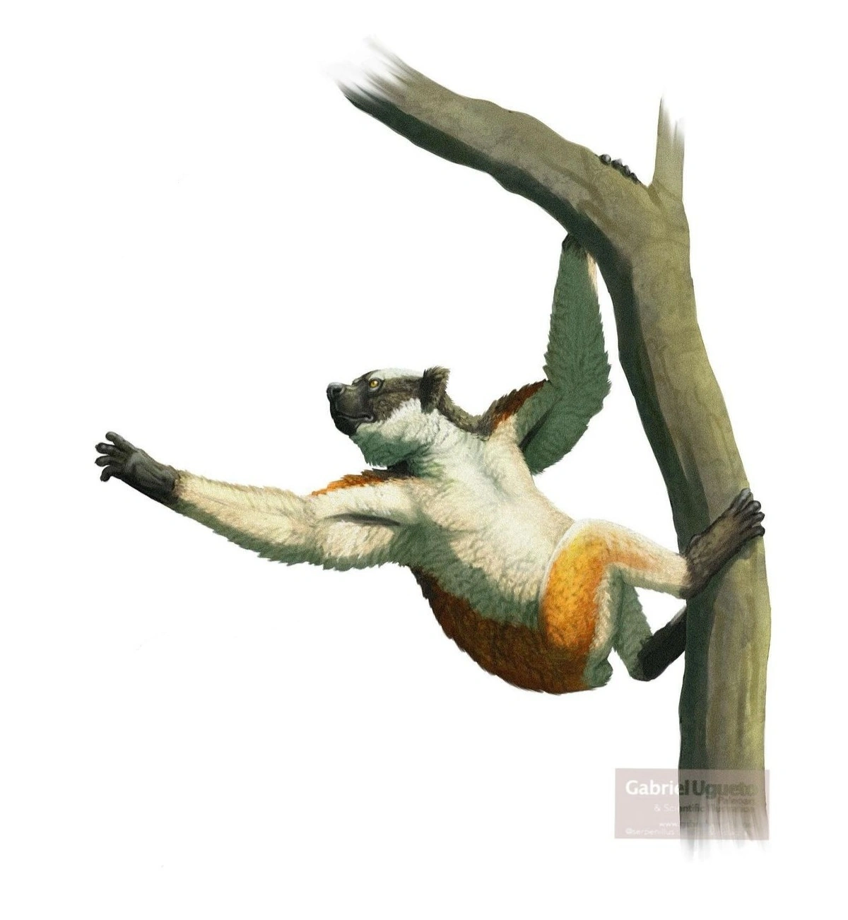 Palaeopropithecus | Fossil Wiki | Fandom