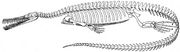 Mesosaurus | Fossil Wiki | Fandom