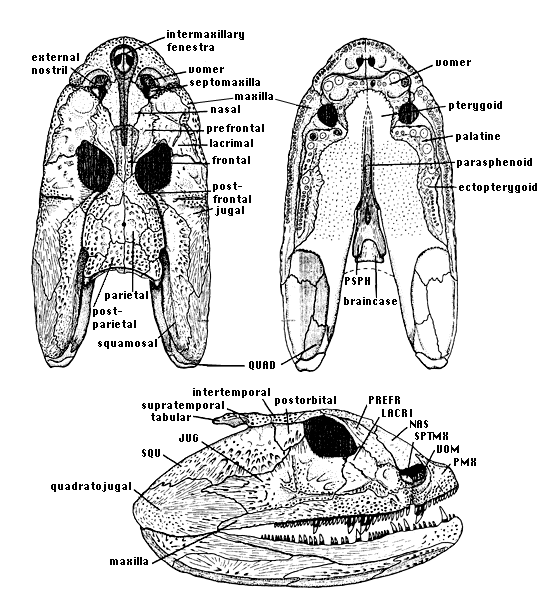 Crassigyrinus Fossil Wiki Fandom