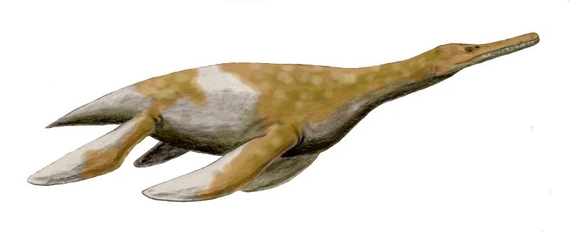 Polycotylidae | Fossil Wiki | Fandom