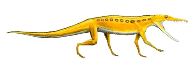 Chanaresuchus | Fossil Wiki | Fandom