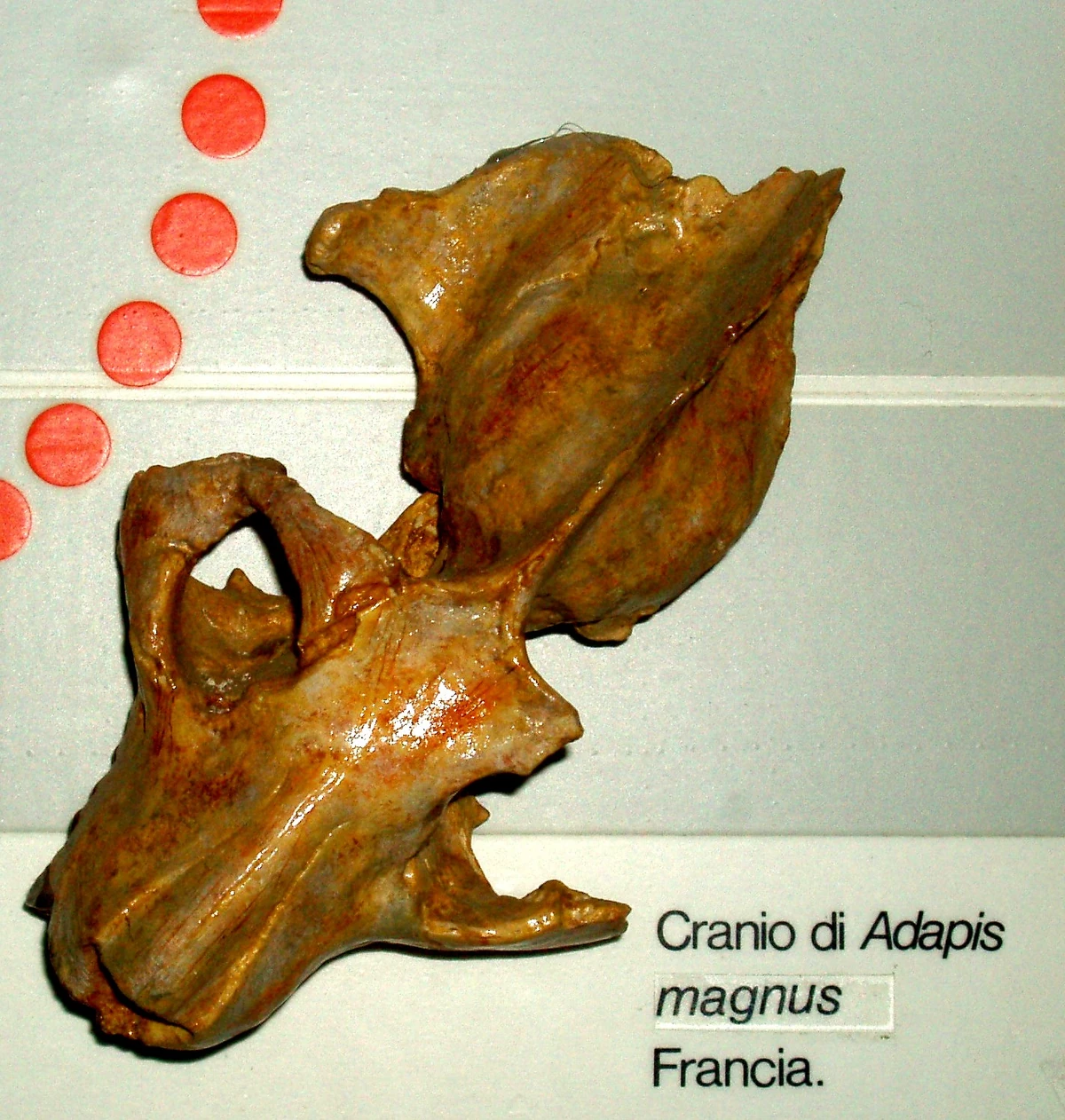 Adapid | Fossil Wiki | Fandom