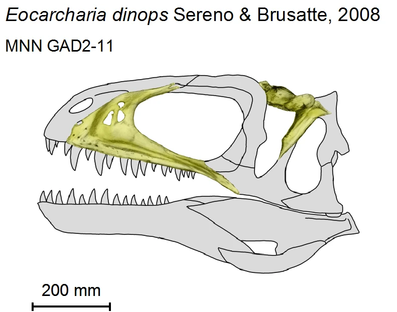 Eocarcharia | Fossil Wiki | Fandom