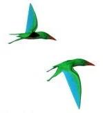 Nemicolopterus | Fossil Wiki | Fandom