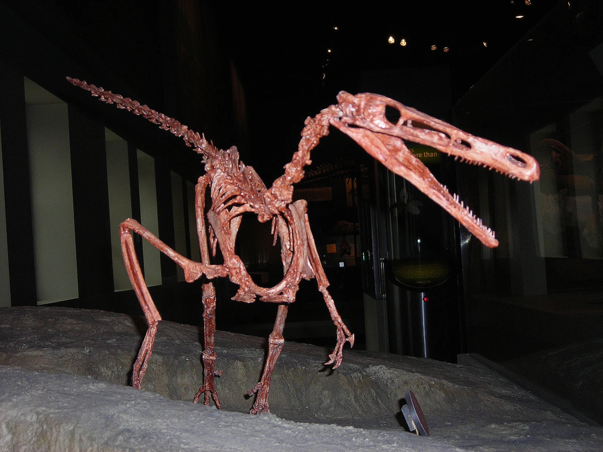 Buitreraptor | Fossil Wiki | Fandom