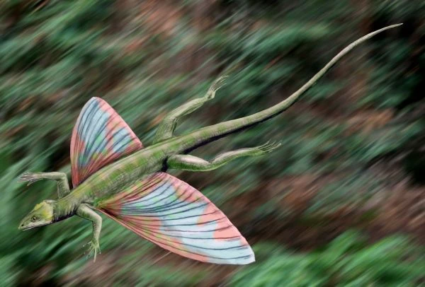 Avicephala | Fossil Wiki | Fandom