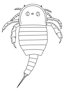 Alkenopterus | Fossil Wiki | Fandom