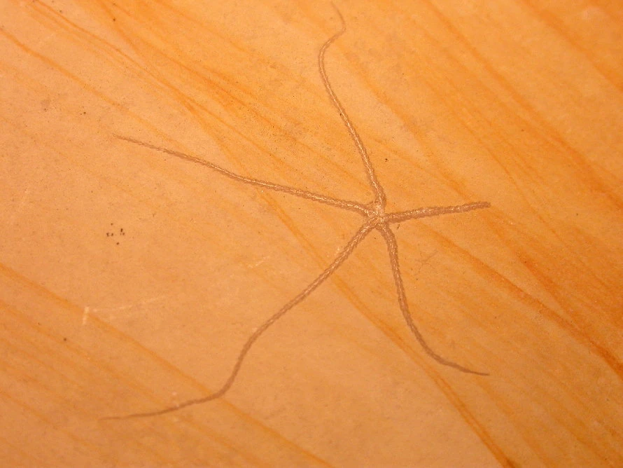 Solnhofen limestone | Fossil Wiki | Fandom