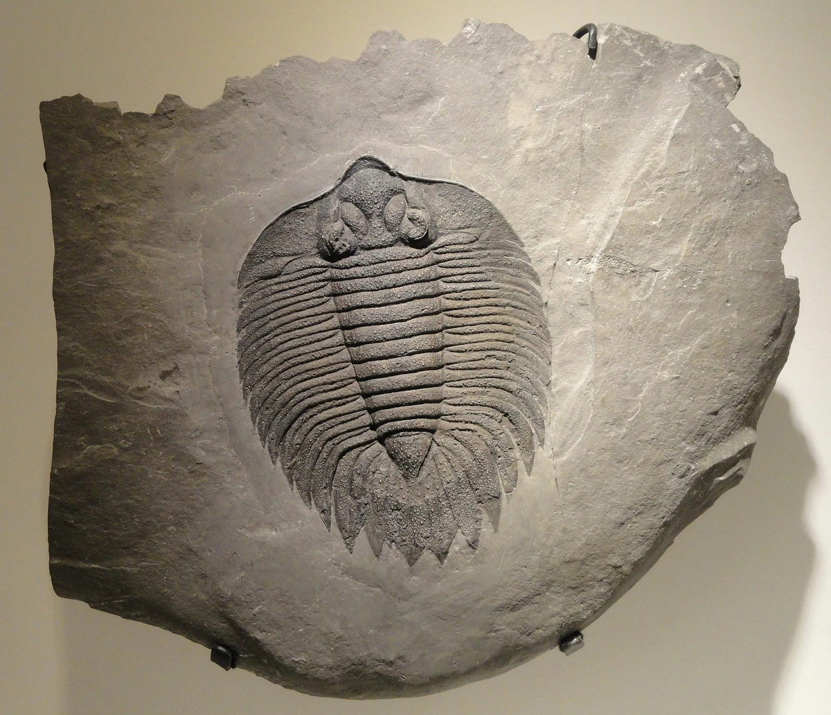 Trilobites | Wiki Fossiles | Fandom