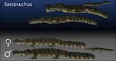 Sarcosuchus | Fossils and Archeology Mod Revival Wiki | Fandom
