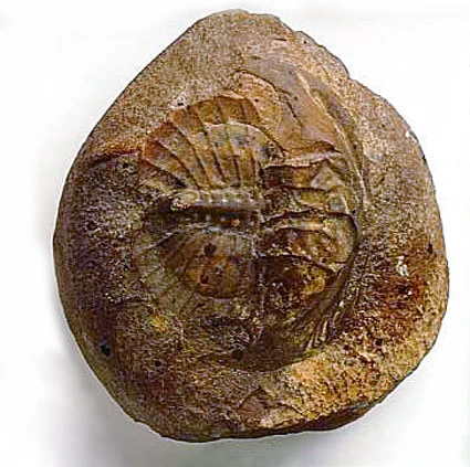 Euproops | PaleoPlanet Wiki | Fandom