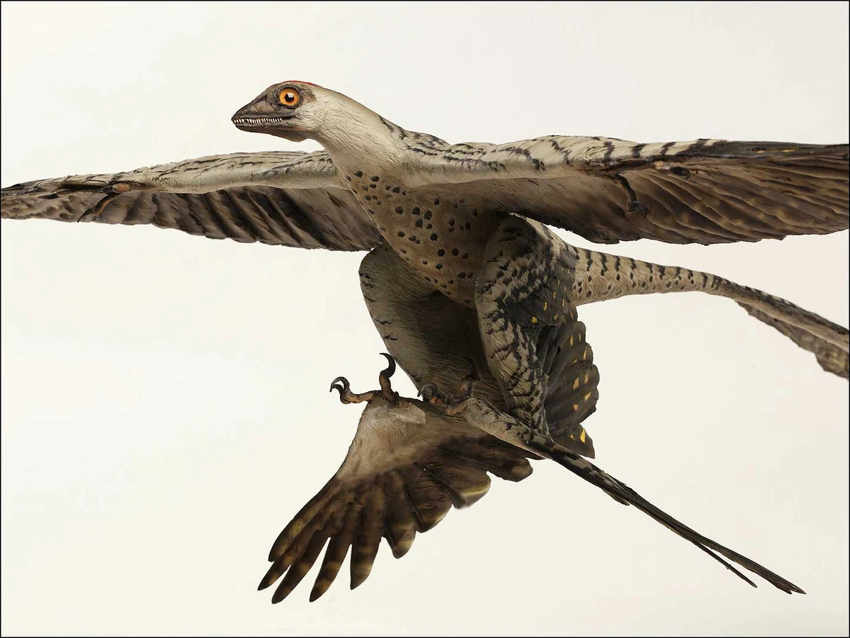 Microraptor | PaleoPlanet Wiki | Fandom