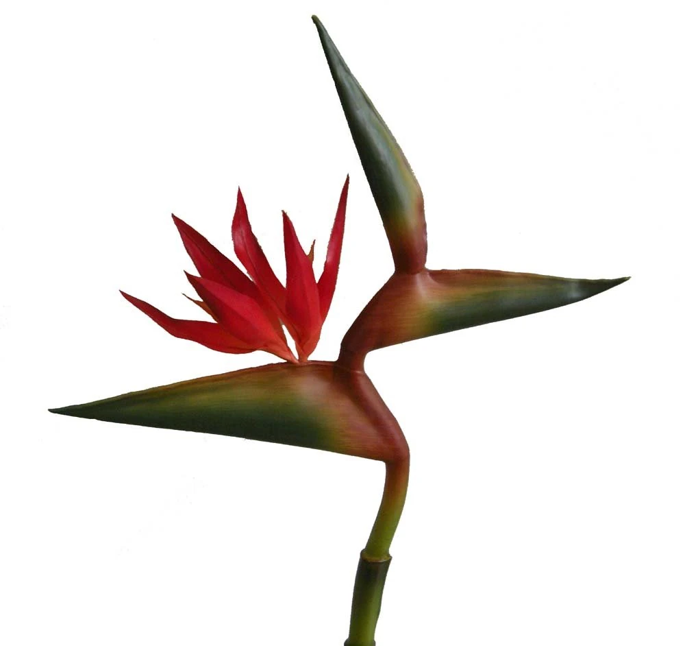 Government: Scarran Empire | Fate Of the Known Universe Wiki | Fandom