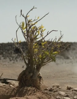 Tallyn oak | Foundation Wiki | Fandom