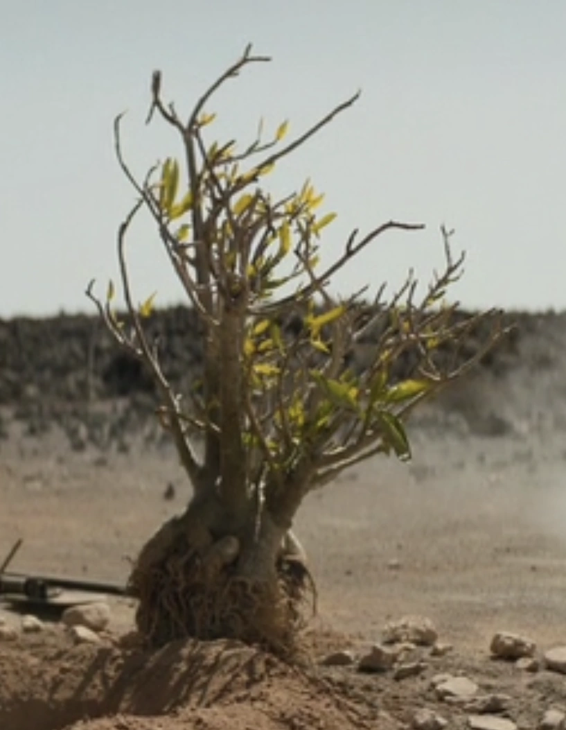 Tallyn oak | Foundation Wiki | Fandom