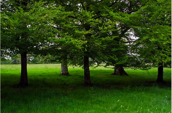 Fivetrees | Foursunnyclans Wiki | Fandom