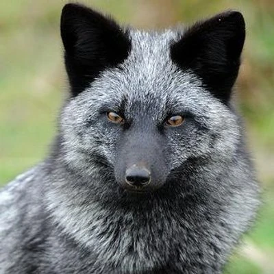 Werewolf | Fox knights of WOF Wikia | Fandom