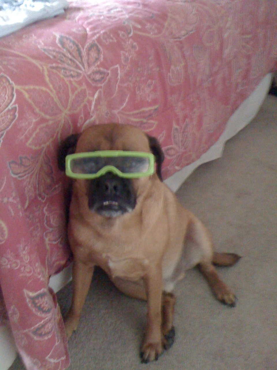 CP aka Club Penguin | Fox News 2011 Wiki | Fandom