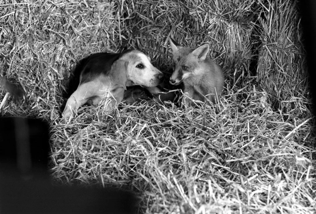 The Belstone Fox | Foxes Wiki | Fandom