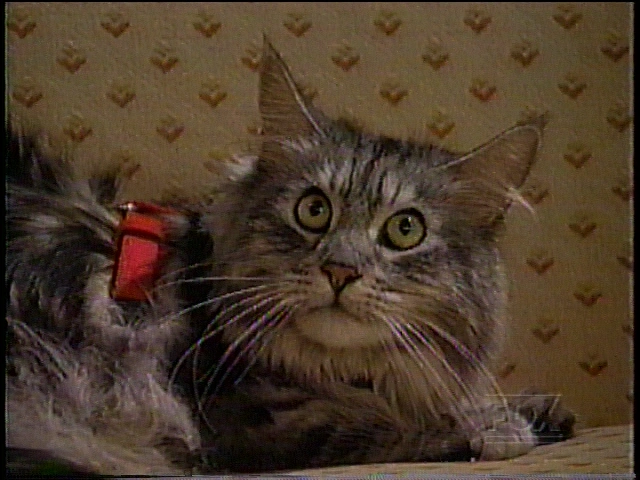 March 30, 1996 | FoxWorld Wiki | Fandom