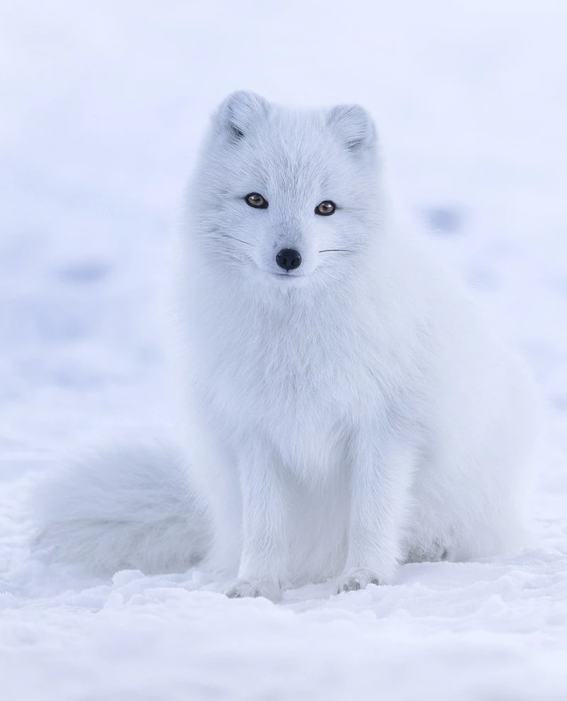Category:Arctic Foxes | Foxes of Gaming Wiki | Fandom
