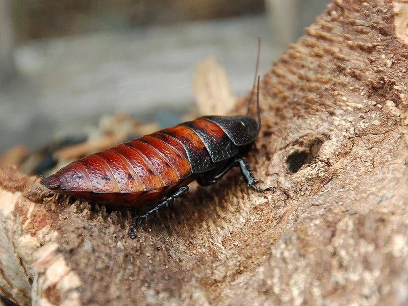 Giant Carnivorous Hissing Cockroaches | Flying Purple Hippos Wiki | Fandom