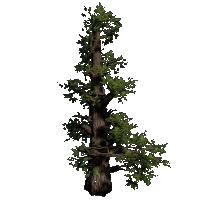 Western Juniper | Fragmented Wikia | Fandom