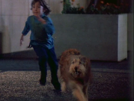 Daggit | Frakipedia Wiki | Fandom