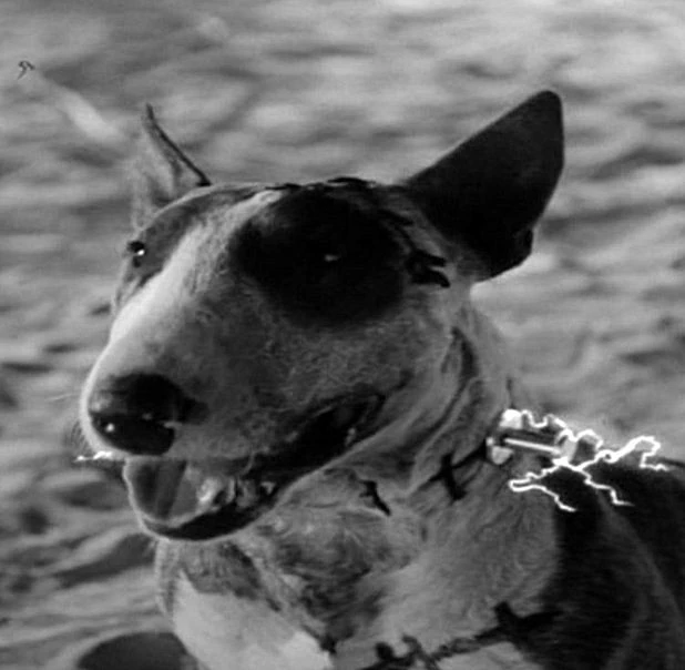 Frankenweenie 1984