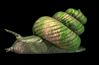 Escargot | Creatures Wiki France | Fandom