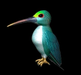 Colibri | Creatures Wiki France | Fandom