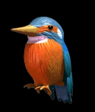 Martin-pêcheur | Creatures Wiki France | Fandom