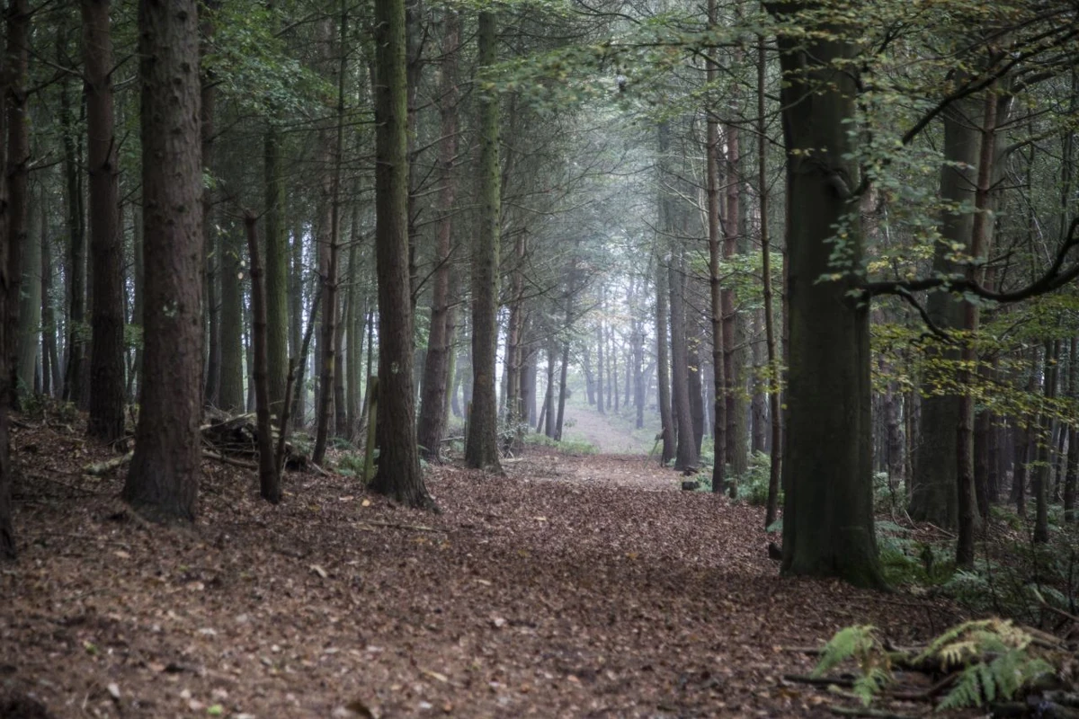 Otto | Freaky Attractions Wiki | Fandom