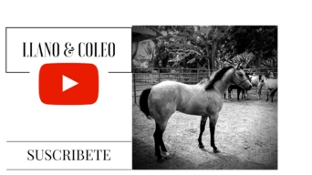 LLANO Y COLEO | Freedom Network Wiki | Fandom